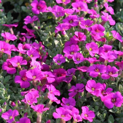 Aubriète Florado Rose Red Aubrieta Gracilis Variété Compacte à