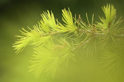 Deciduous Pine Images Free Download On Freepik