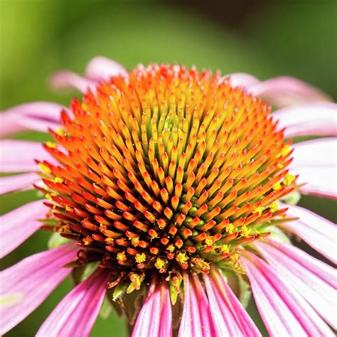 Flower Pollen Texture