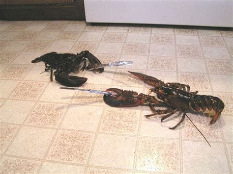 With The Recent Trend Of Lobsters I Present Lobster Knife Fight R