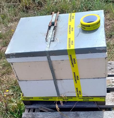 No Small Hive Beetles Detected As Inspections Continue Latest News Fruit Growers Tasmania