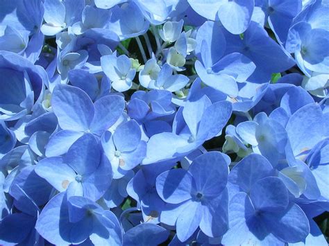 Hydrangea Macrophylla Enziandom
