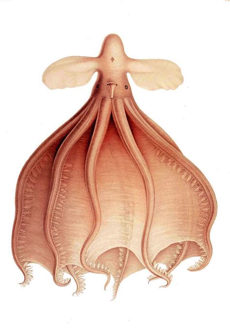 Cirroteuthidae Alchetron The Free Social Encyclopedia
