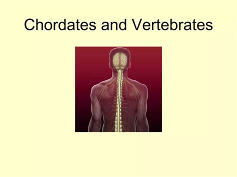 Chordates And Vertebrates Ppt