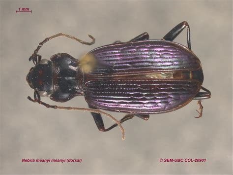 Nebriinae