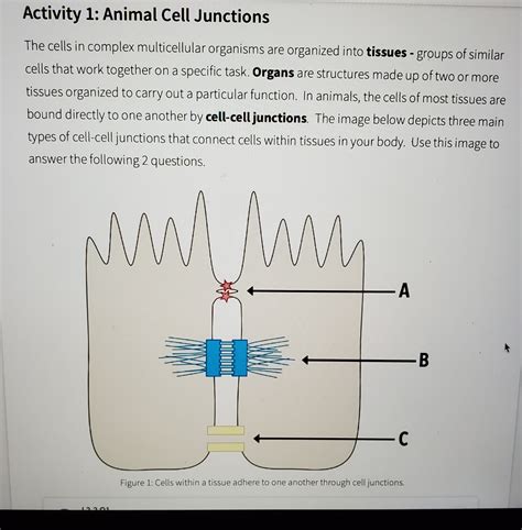 Solved Activity 1 Animal Cell Junctions The Cells In