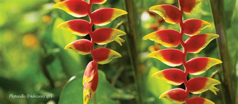 Flora Nativa Ita Inkaterra