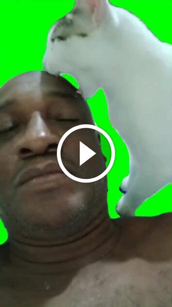 Cat Biting Meme Green Screen Video Download Mp4