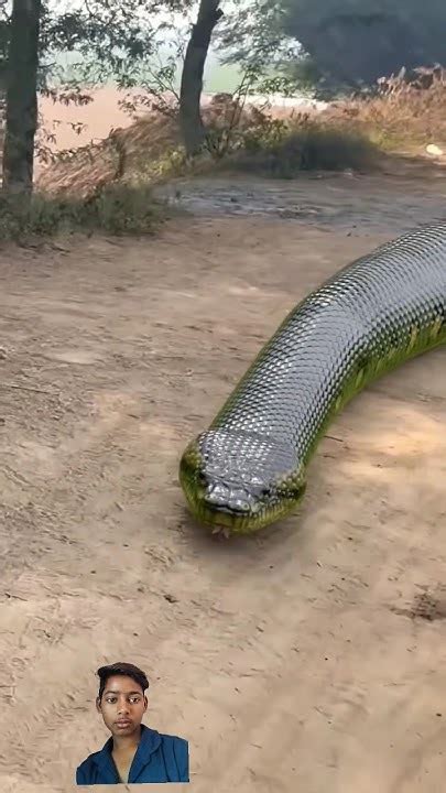 Python Aattack And Man Short Yt Shorts Vural Snack Video Youtube