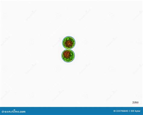 Haematococcus Pluvialis Algae Under Microscopic View Stock Image Image Of Freshwater Contrast