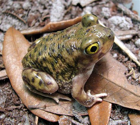 Couchs Spadefoot Toad The Storey Lab Cell And Molecular Responses