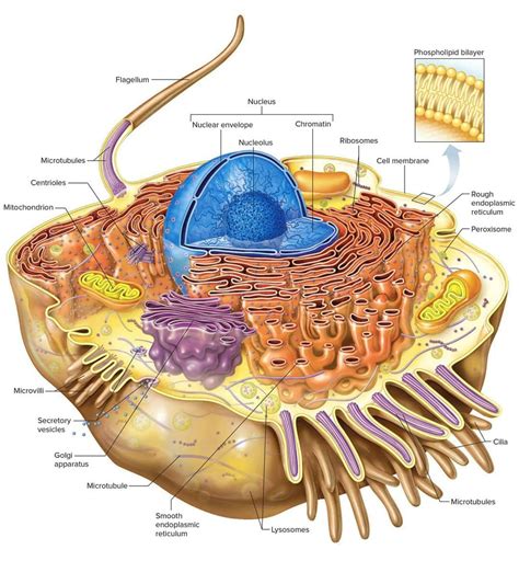 Cell Biology Cell Structure Ygraph
