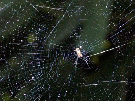 Pacific Science Center Life Sciences Orb Weavers