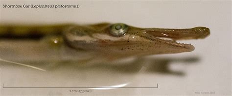 Chinook — Juvenile Shortnose Gar Lepisosteus Platostomus