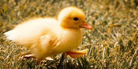 Cute Yellow Ducks Wallpapers Top Free Cute Yellow Ducks Backgrounds