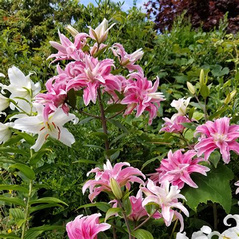 Lilium 'Magic Star' | SlovenskeTrvalky.sk