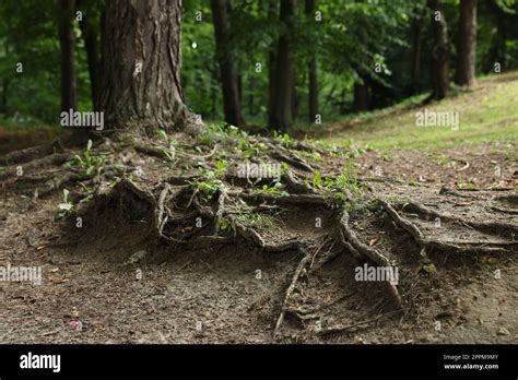 Tree Roots Visible Through Ground In Forest Stock Photo Alamy