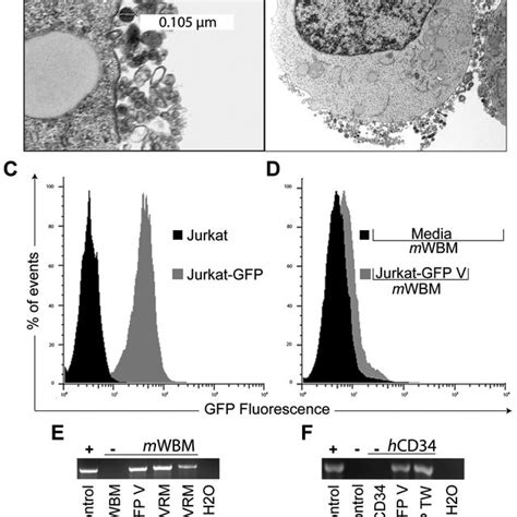 Gfp Expression And Mrna Transfer Via Exosome Trafficking Between