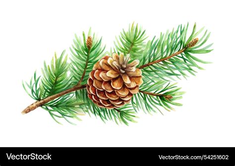 Christmas Watercolor Pine Branch With Cone Image Vector Image