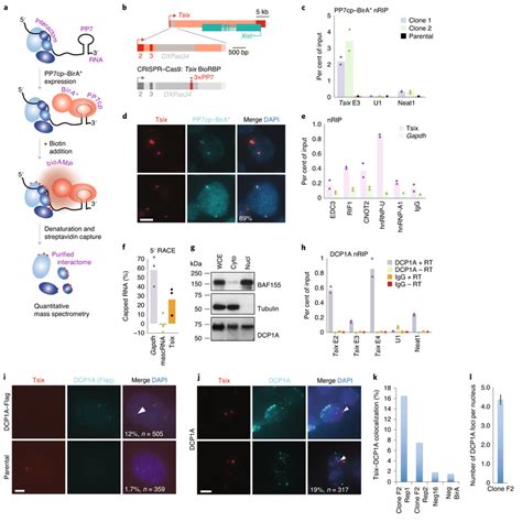 Biorbp A New Method To Decrypt The Rna Proteome Of Tsix Identifies