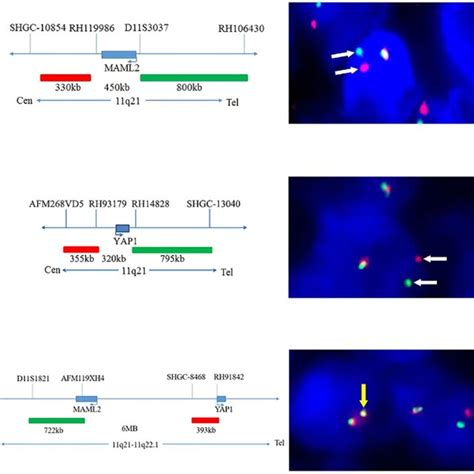 The Characteristics Of Probes And Representative Results Of The Fish