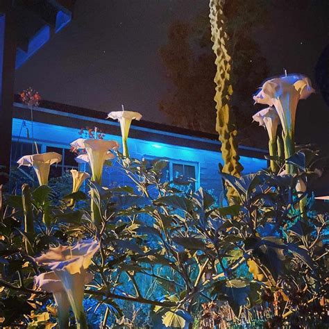 Christian Aguilar On Linkedin Datura Wrightii Sacred Datura