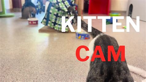 Kitten Cam Kitty Playtime Youtube