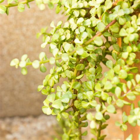 Elephant Bush Portulacaria Afra Plant Profile Herbspeak