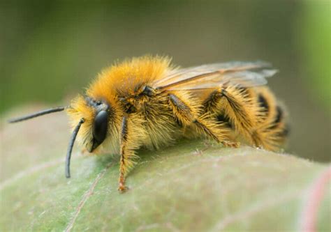 How Do Honey Bees Sting Anatomy Of A Stinger Bee Professor