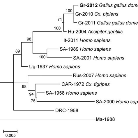 Figure Phylogenetic Tree Inferred With Maximum Likelihood Analysis