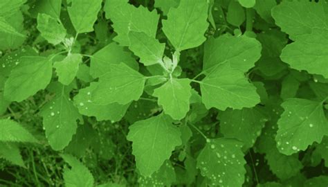 Different Types Of Saag In India Plantozia