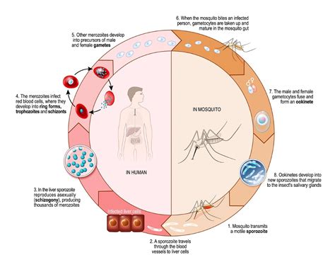 Which Order Of Insect Is A Vector For Malaria At Phoebe Tindal Blog