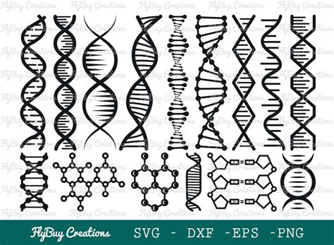 DNA SVG Bundle Dna Molecule Svg Genetic Svg Dna Strand Svg Dna Model Svg Dna Structure Svg Etsy