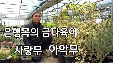 다육이 종류 다육식물 은행목의 금다육이 사랑무 아악무 Youtube