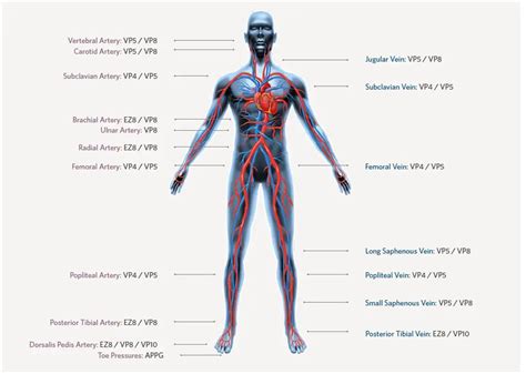Huntleigh Sd2 Handheld Vascular Doppler System User Guide