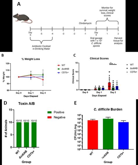 The Binding Component Cdtb Does Not Increase Virulence In A Mouse Model
