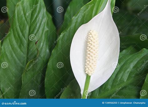 White Anthurium Flowerflamingo Flower Stock Image Image Of Floral