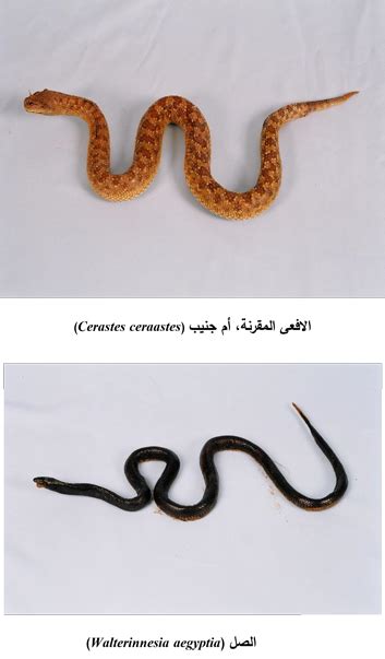 الزواحف كلية العلوم
