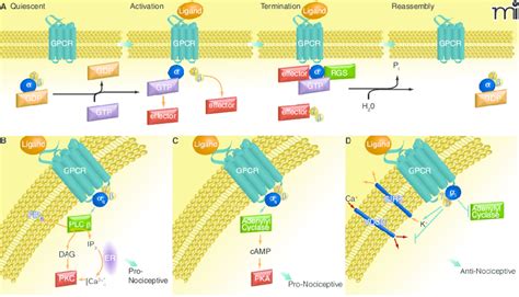 Overview Of Gpcr Signaling A Diagram Of The Cycle Of G Protein