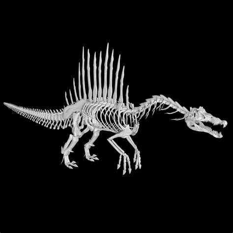 Original Spinosaurus Skeleton