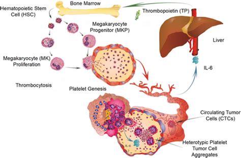 The Role Of Platelets In The Regulation Of Tumor Growth And Metastasis
