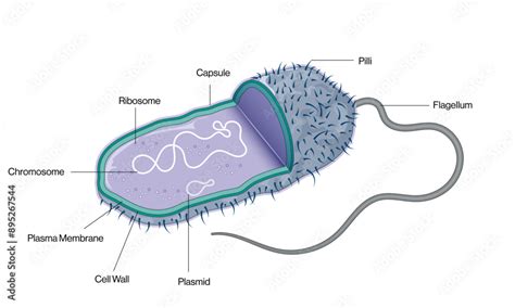 Detailed And Labeled Vector Illustration Of Mycobacterium Tuberculosis Structure On White