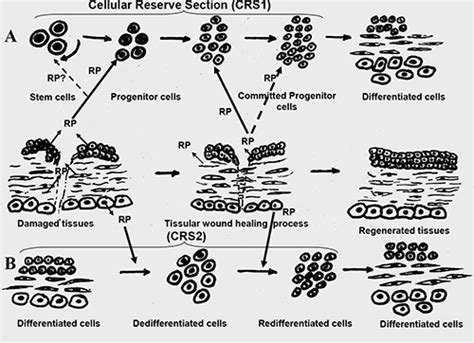 Adult Stem Cell Activators Faqs Body Redesigning By Joseph Christiano
