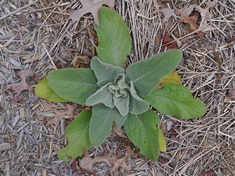 Mullein Identify That Plant