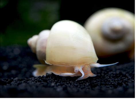 Unveiling The Beauty Of Ivory Snails Size Color And Care Snailpedia