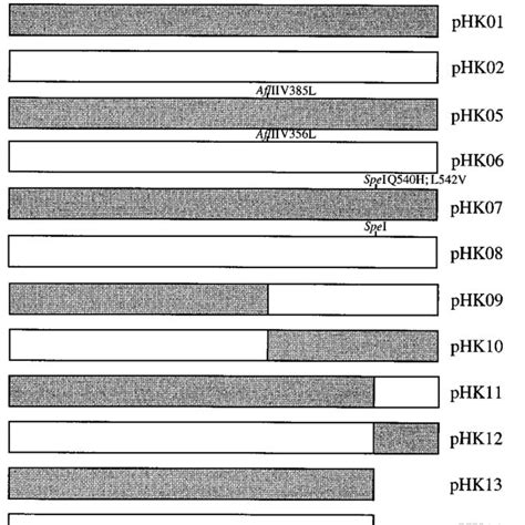 Construction Of Hybrid Dnak Genes The Domain Structures Of The Dnak