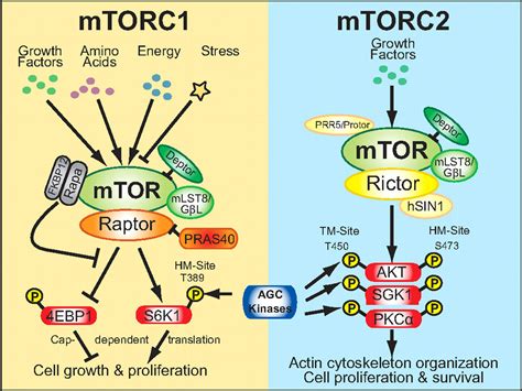 Mammalian Target Of Rapamycin Mtor Conducting The Cellular Signaling