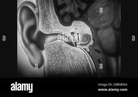 1940 The Components Of The Outer Ear Middle Ear And Inner Ear Are