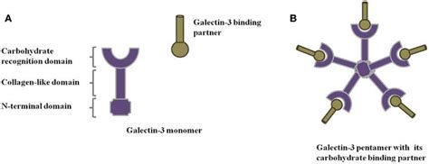 Galectin 3 Alchetron The Free Social Encyclopedia