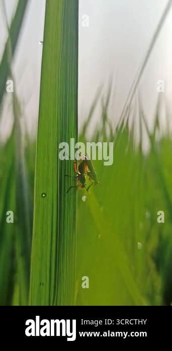 Close Up Of Small Ants Mating On Rice Plant Showing Unique Insect Behavior In Nature